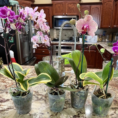 Husky Plant , Ruby Velvet Red Phalaenopsis Formosa Ruby 'brilliant' - Etsy