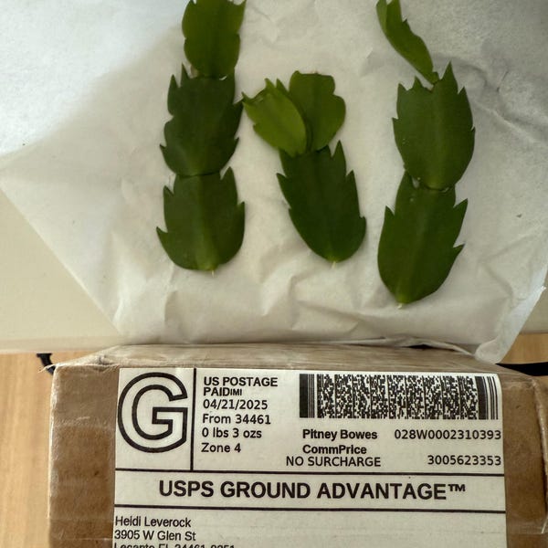 Tonkin Cane Tea Stick Bamboo Pseudosasa Amabilis Fish Pole Root RHIZOME ...