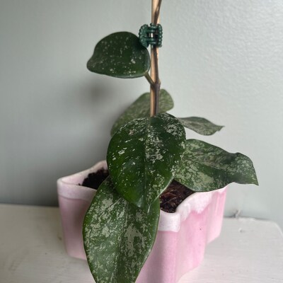 Vintage View Master 90s Toy With Miss Spider's Sunny Patch - Etsy