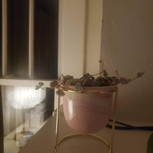 Blushing Lilac Cuttings 'krasavitsa Moskvy' Live Plant Cutting No Roots ...