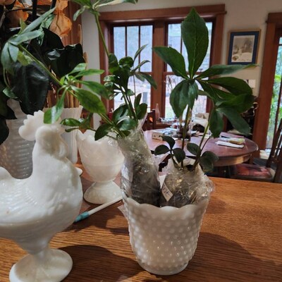 2 Live Coreopsis Verticillata 'zesty Zinger Threadleaf Coreopsis ...