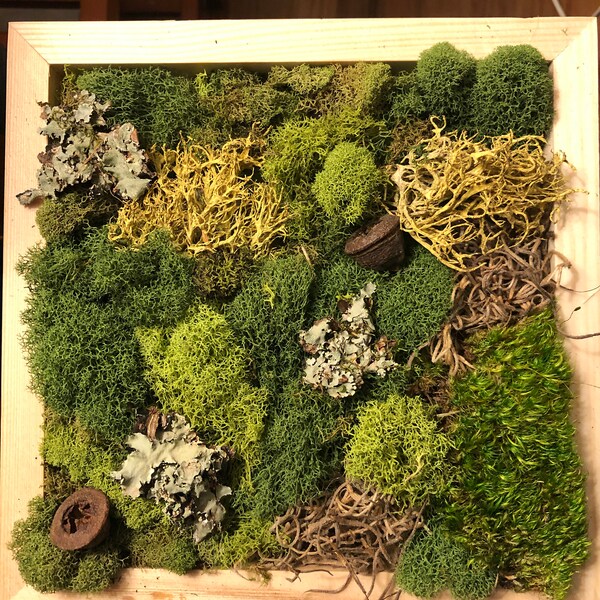 Moss Map, Preserved Moss, World Map, Nature Inside, Reindeer Moss, Cool ...