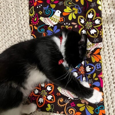 Pea Paw'd Cat Nip Pea Pod Toy - Etsy