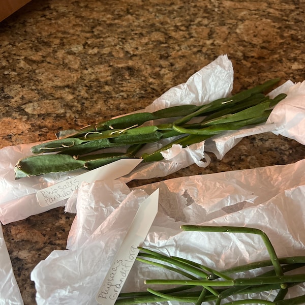 Rhipsalis Cereuscula, Rice Cactus, Coral Cactus Plants 4” Pot and 4 ...