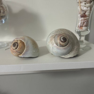 COLORFUL FLORIDA SEASHELL Mix, 30 Piece Variety Shell Pack for Gifts ...