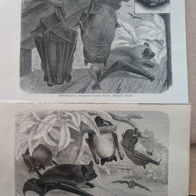 1934 LIFE in the STONE AGE Print Original Vintage Lithograph - Etsy