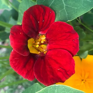 Butterfly Ranunculus Hades Corm Bulb - Etsy