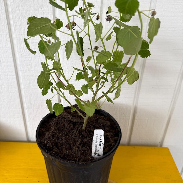 Pavonia, Rock Rose, Mallow 1 Gallon Live Plant - Etsy
