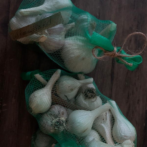 California White Garlic Grown From Organic Seed Garlic in Natural ...