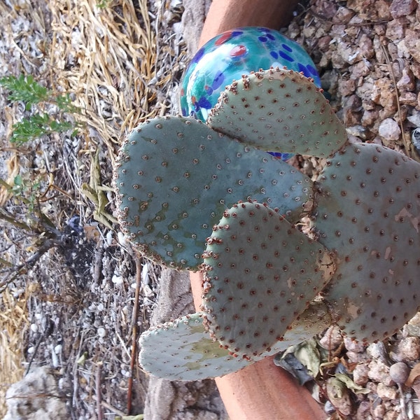 Beavertail Prickly Pear Cactus, Pink Blooms, Unrooted Pad or Bare Root ...