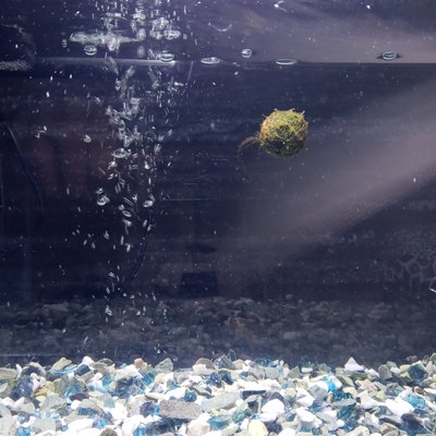 Floating Java Moss With Plant Anchor Live Aquarium Plant Terrarium ...