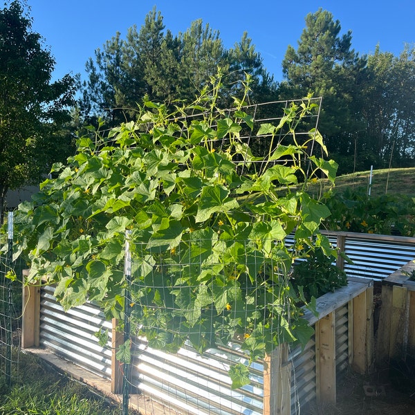 Premium Spacemaster Bush Cucumber - Fresh Organic, Heirloom Seeds ...