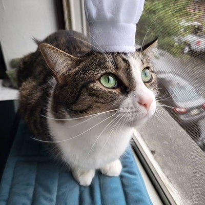 Chef Hat for Cats - Etsy
