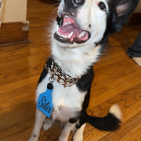 Goat Collar ID Tags - Etsy