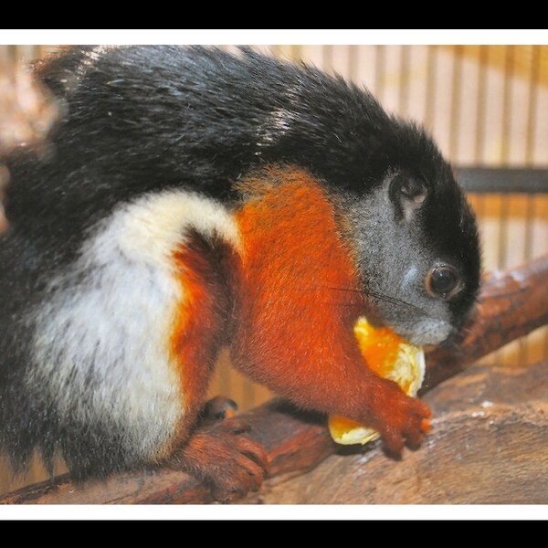 Personalized SQUIRREL Diploma - We Print Any Name Squirrel Gift ...