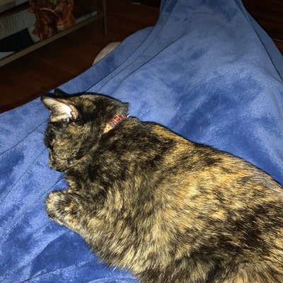 Tortoiseshell Cat Starry Night Yard and House Flags Double - Etsy