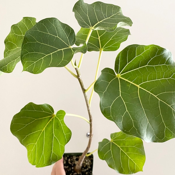 Ficus Abutilifolia: Rare African Rock Fig With Red Veins - Etsy