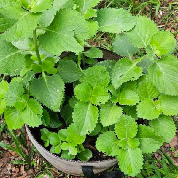 3 - 7 - 12 Cuban Oregano Fresh Clippings + Bonus Small Peices- Mexican ...