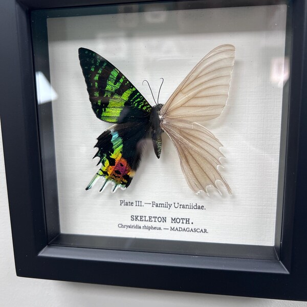 Beetle Sitting on Toilet Dung Beetle Insect Art Diorama 6x8 - Etsy