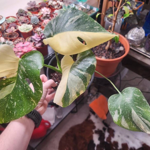 Live House Plant Bloom Fuchsia African Violet Harmonys vat Real Life ...