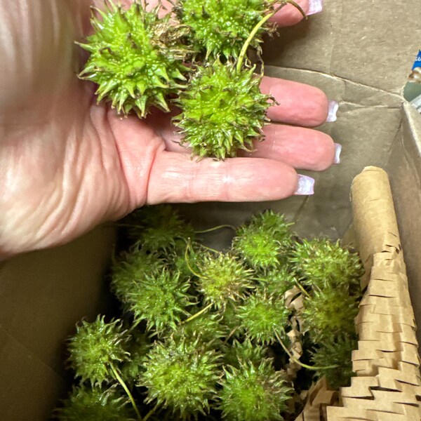25 Fresh Green Sweet Gum Balls Sweet Gum Tree Fruit Liquidambar ...