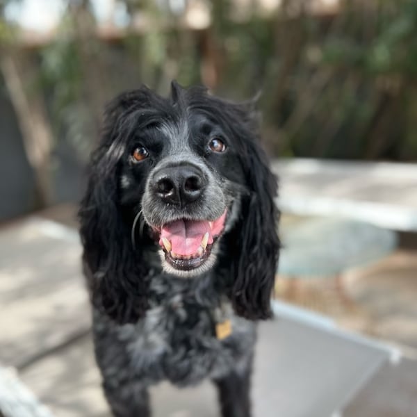 Dog Tag, Square Dog Tag, Brass Dog Tag, Pet ID Tags, Personalized Dog ...