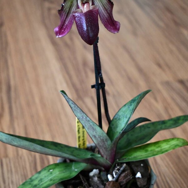 Rlc. Sung Ya Green 'mailman' (2.5” Pot) - Etsy