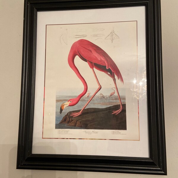 Flamingo Print, Antique Bird Painting, Pink Flamingo, Farmhouse Decor ...