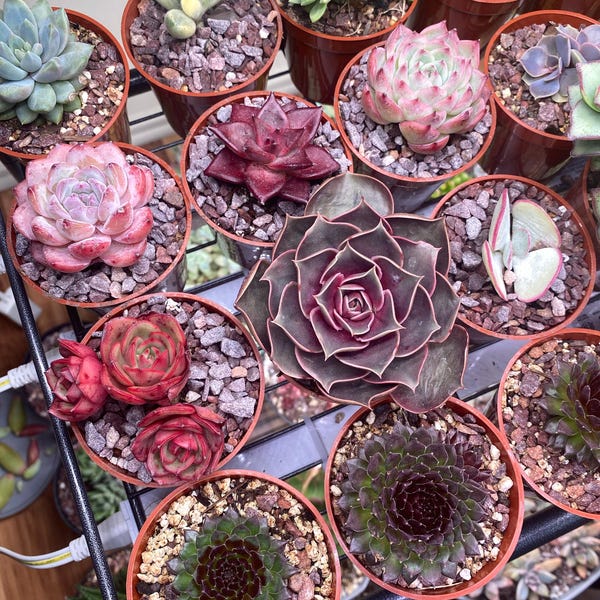 Mix Rare Live Succulent Plants Advanced Level Blind Box, 2-3.5 Random ...
