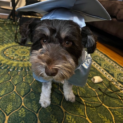 Kentucky Derby Dog Dress Kentucky Derby Dog Outfit Girl Dog - Etsy