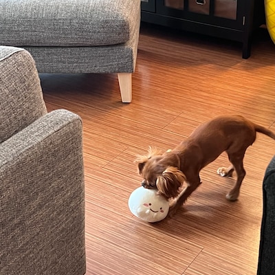 Cute Xiao Long Bao Dog Toy With Squeaker Cute Kawaii Chinese Dumpling ...