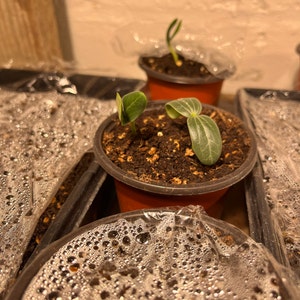 35 Organic Loofah Seeds Luffa Edible Squash Sponge Harvest Non-gmo ...