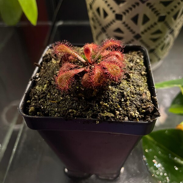 Soil Mix for Drosera, Venus Flytrap, and Sarracenias - Etsy