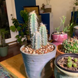 3 Large Blue Chalk Sticks Cuttings Senecio Mandraliscae - Etsy