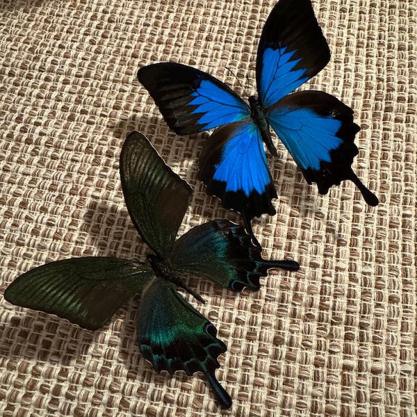 Giant Roly Poly Pill Bug, Sphaeropoeus Lugubris, Mounted in a Bell Jar ...
