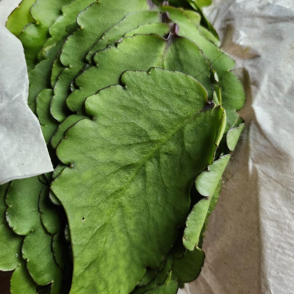 Dried Jackfruit Leaf Jak Jaca All Natural Whole Leaf Gluten/caffeine ...