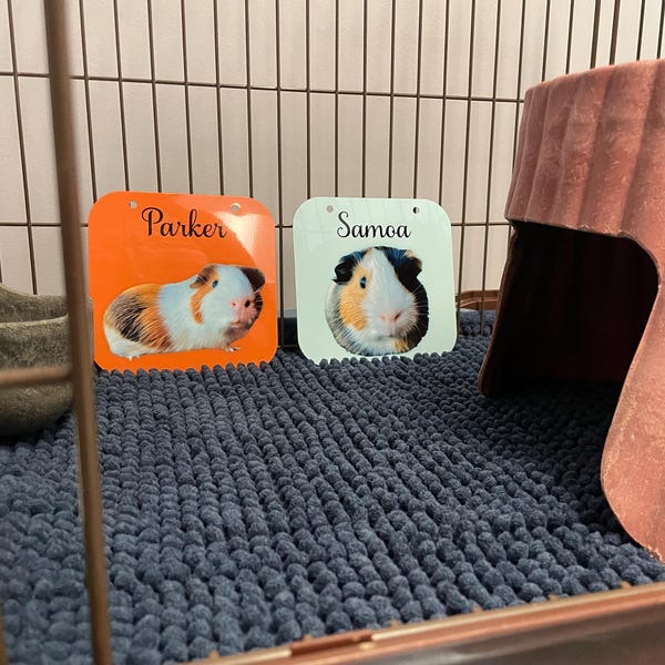 Guinea Pig Name Tag, Guinea Pig Accessories, Pet Tag, Guinea Pig ...
