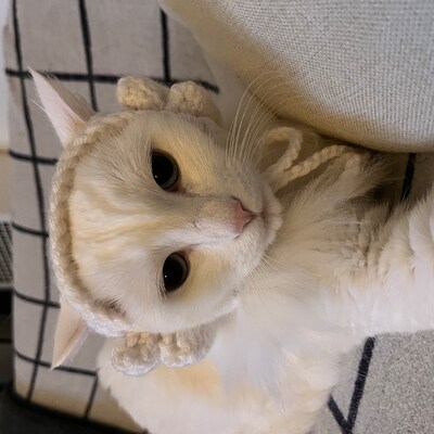 Julius Caesar Pet Costume Hats for Cats Cat Hat Pattern Pet - Etsy