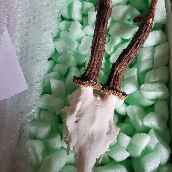 The GIANT Centipede scolopendra Subspinipes Framed & Mounted Arachnid ...