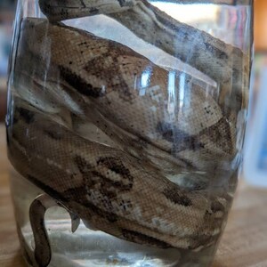 Huge Wet Specimen Piebald Pied Morph Ball Python Taxidermy Mount ...