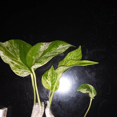 Ric Rac Cactus, Zig Zag Cactus, 2 Inch Bare Root Plant, Rare Fishbone ...