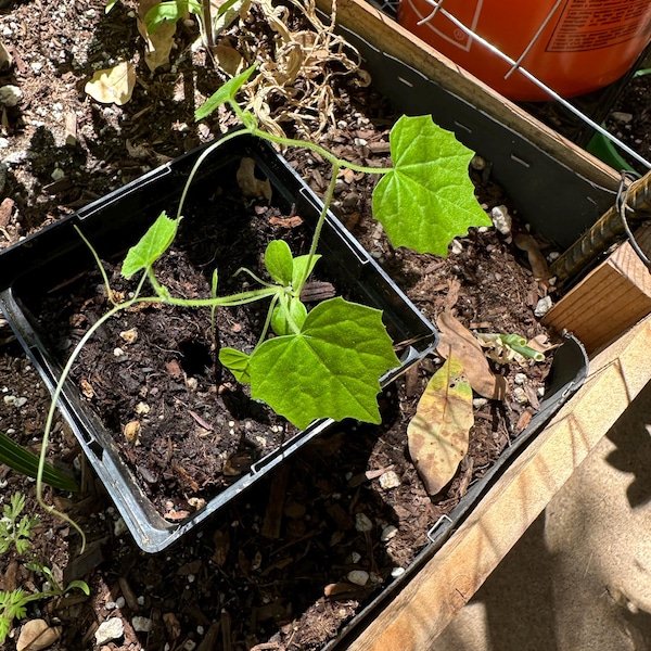Cucamelon Seeds - Heirloom, Open Pollinated, Non GMO - Grow Indoors ...
