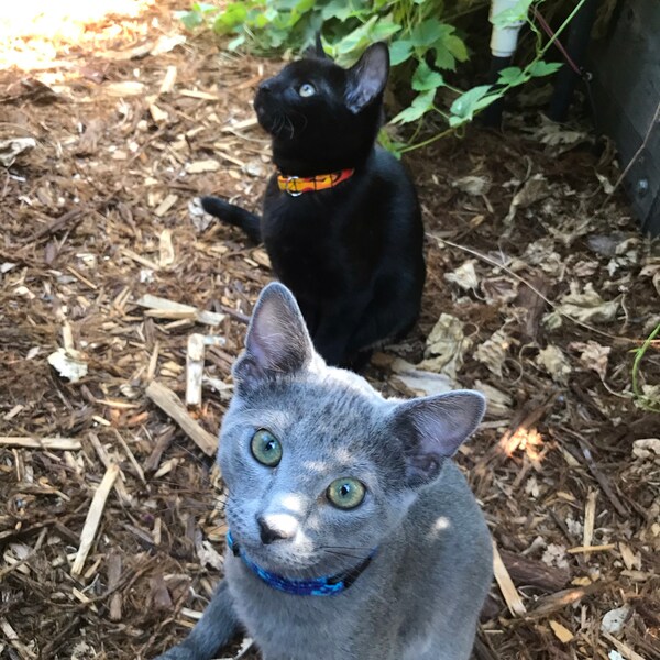 Blue Cat Collar, Breakaway Cat Collar, Blue Paint - Etsy