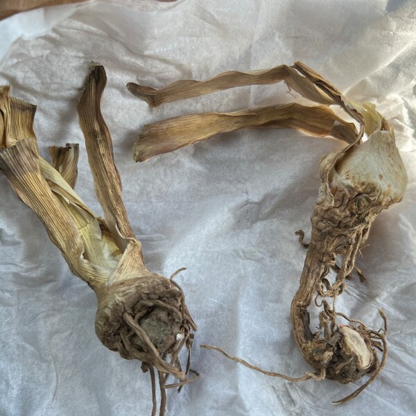 Votaniki John Peed Caladium - Perennial Caladium Bulbs for Planting ...