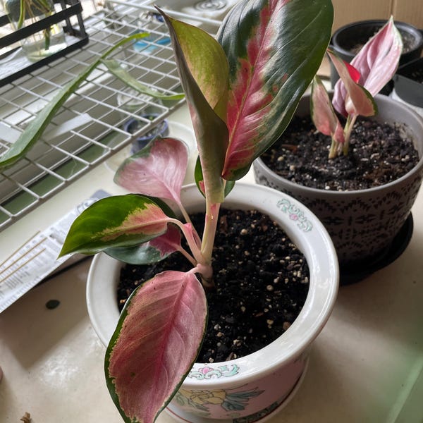 Hunter's Venom African Violet Live Plant, Young Starter in a 4" Pot ...