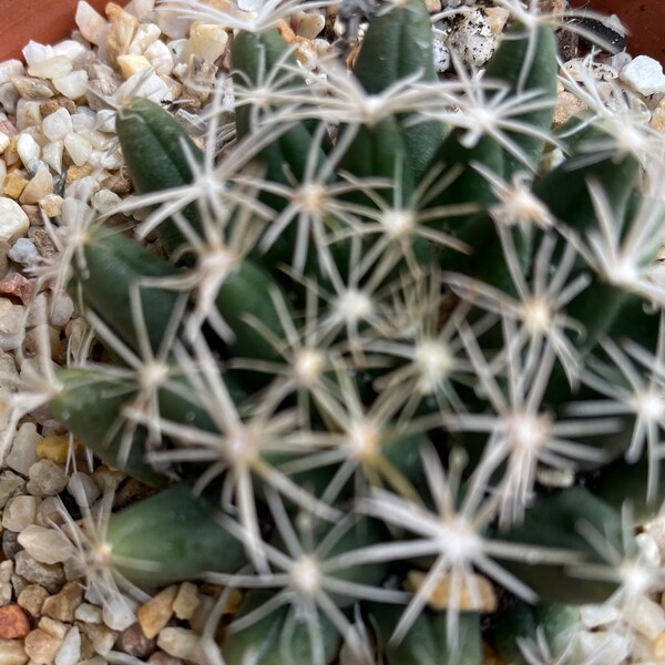 Peniocereus Greggii Ssp Transmontanus queen of the Night 50 Seeds - Etsy