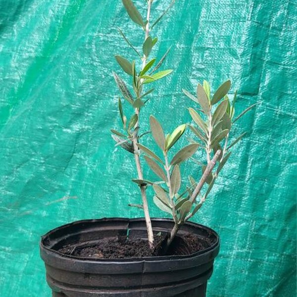 Leucaena Leucocephala, Miracle Tree, River Tamarind Tree, Guaje Seeds ...