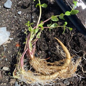Solomon Seal Plant Roots/bulbs/tubers - Etsy