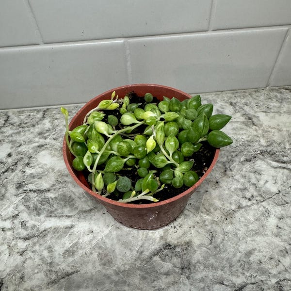 Senecio 'angel Tears' Variegata Succulent Plant - Etsy