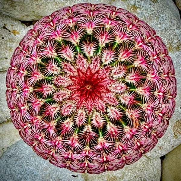 Rainbow Cactus - Etsy